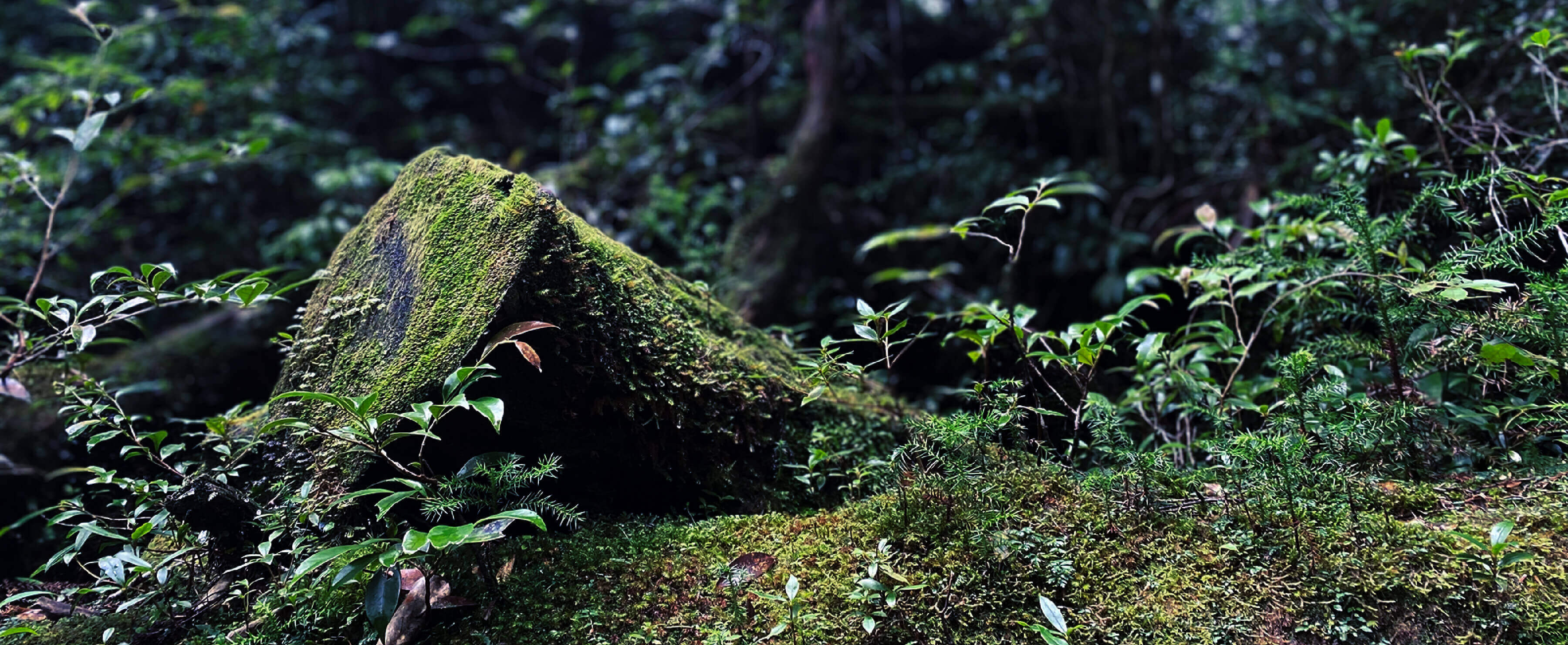 三岳酒造とは - 三岳酒造株式会社｜鹿児島県屋久島の本格焼酎・芋焼酎