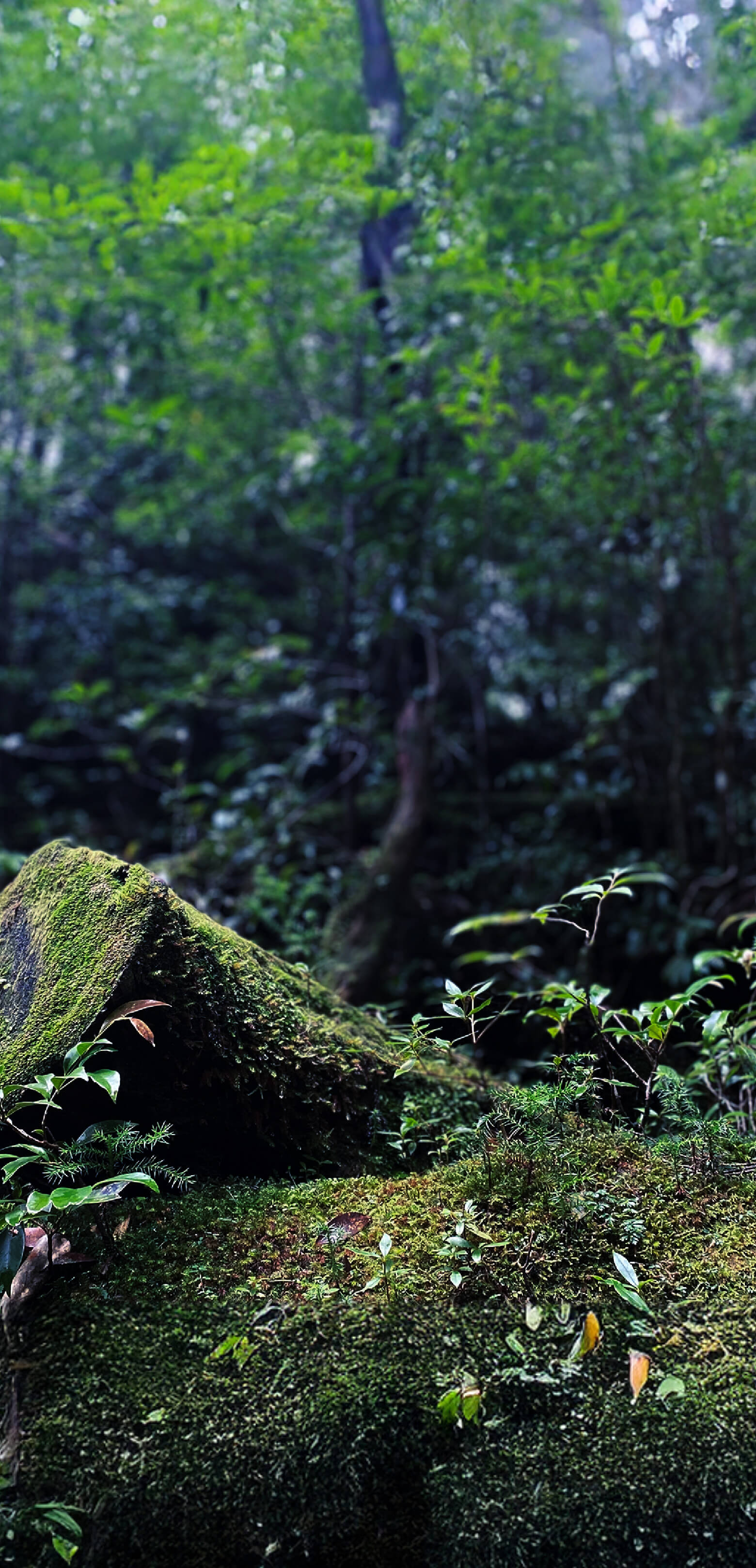三岳酒造とは - 三岳酒造株式会社｜鹿児島県屋久島の本格焼酎・芋焼酎